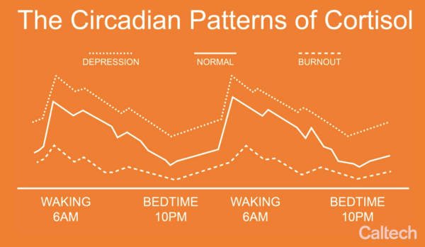 Caltech's Low-Cost Sweat Sensor Tracks Stress Through Cortisol Levels ...